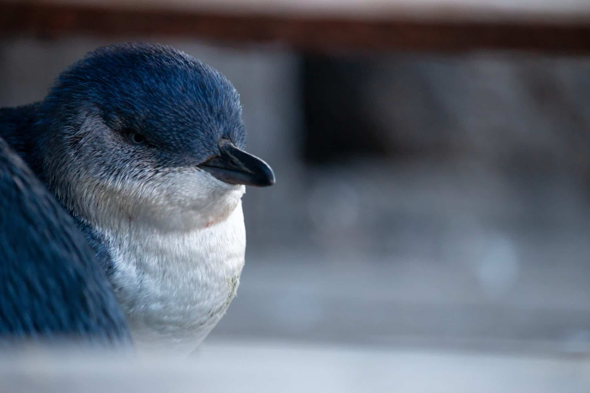 St Kilda Penguins – Sunset Viewing & Dinner Guide