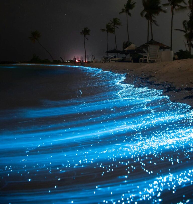 Bioluminescence St Kilda: Best Time to See Glowing Beaches in Melbourne